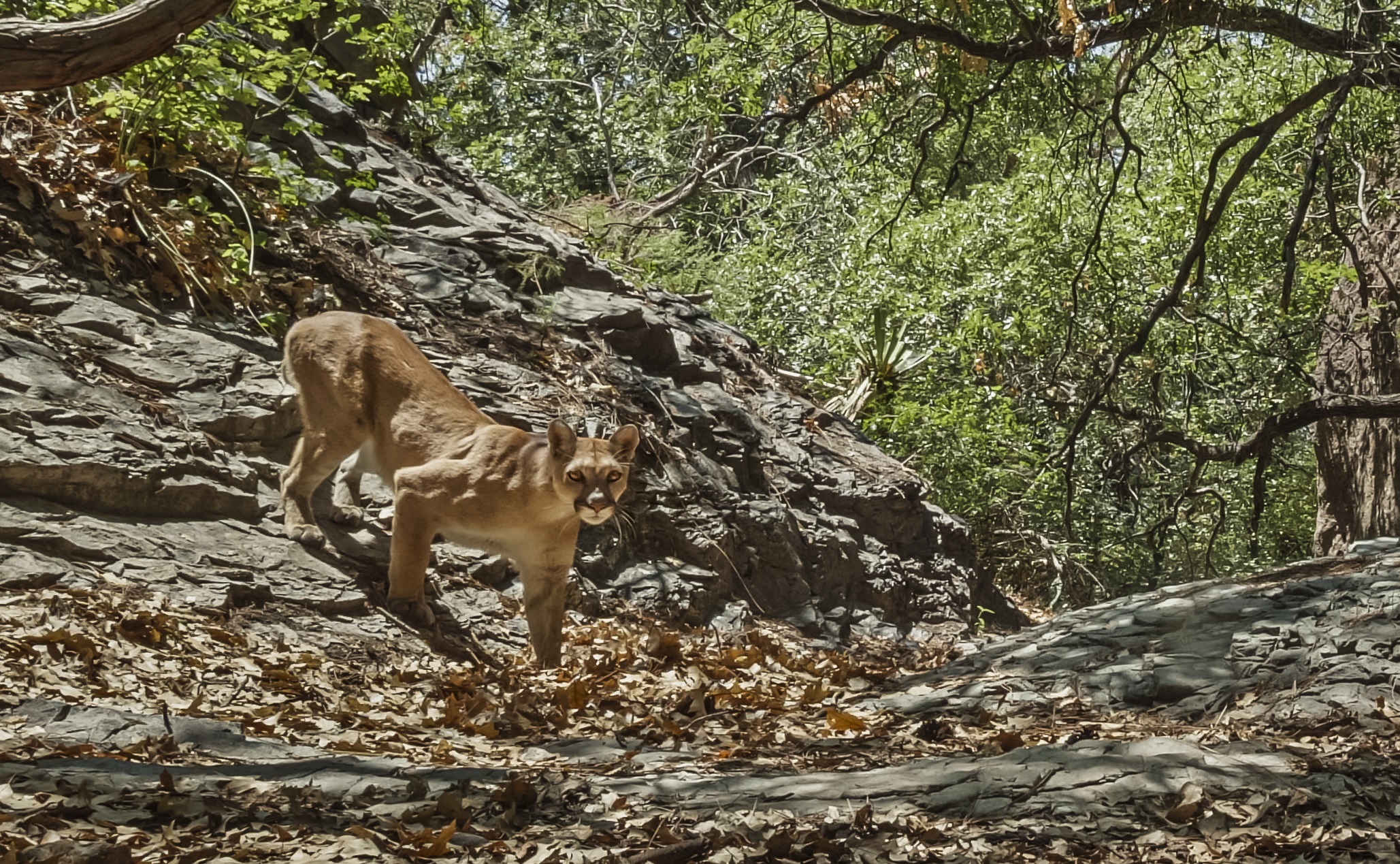 Texans Urged to Comment on TPWD Proposed Canned Hunting Ban and 36-Hour ...